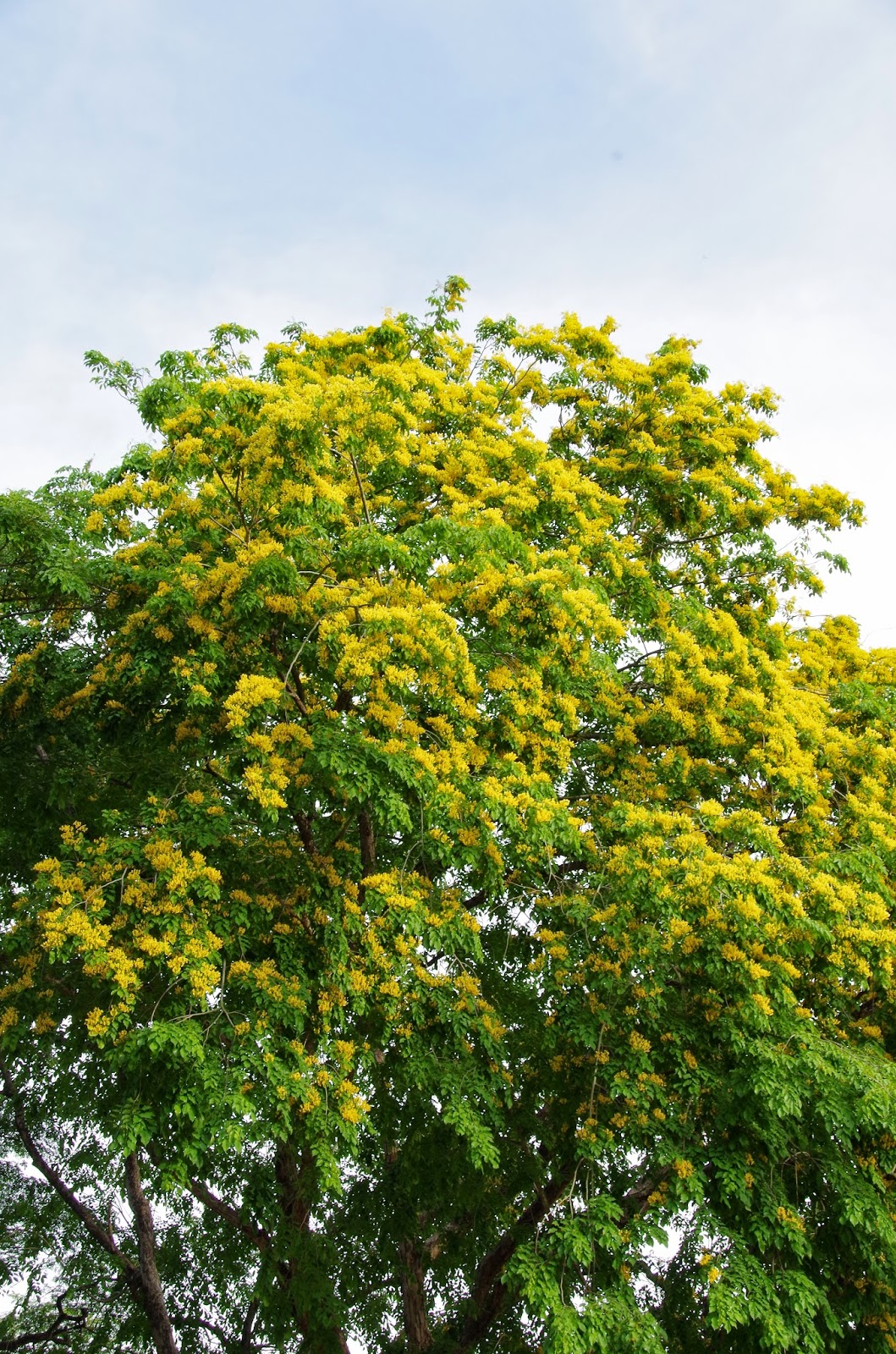 Trees and Plants: Angsana