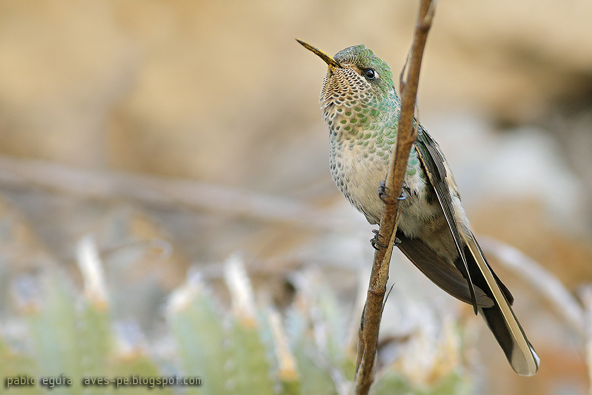 mis fotos de aves: Sappho sparganurus Picaflor Cometa Red-tailed Comet