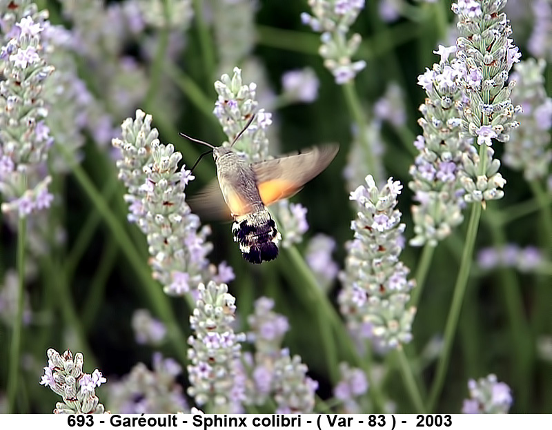 Mon Espace photographique: 5-P1/2 -ANIMAUX-INSECTES DIVERS-