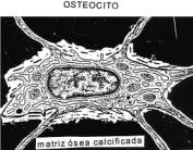 .: Tecido Ósseo