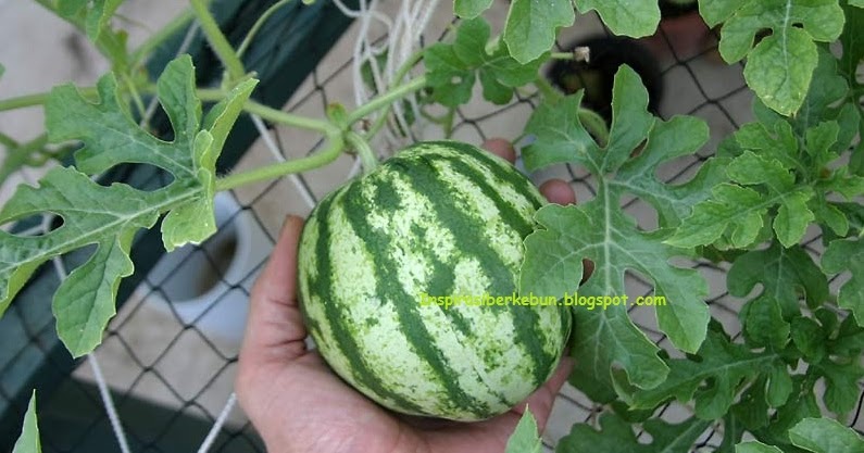 Watermelon Hydroponic - Inspirasi Berkebun