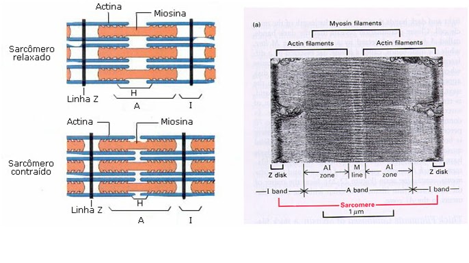ARTIGOS EM MEDICINA: PL2 TECIDO MUSCULAR