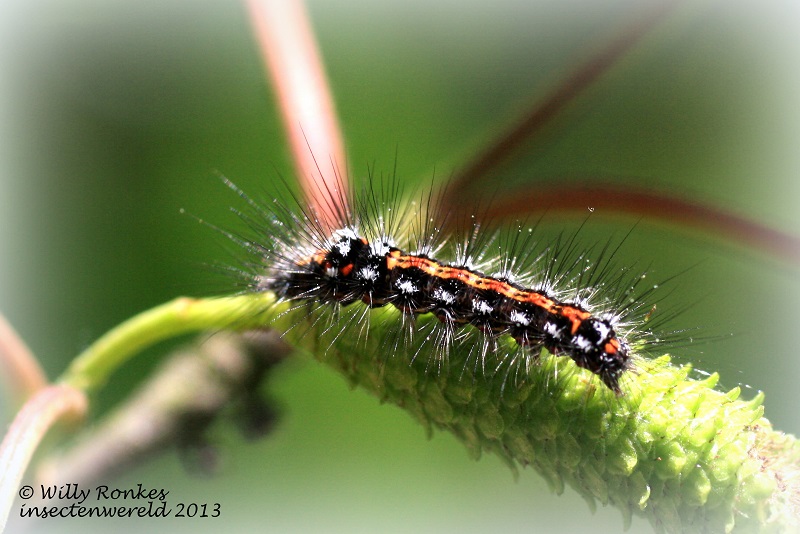 INSECTENWERELD: Rupsen