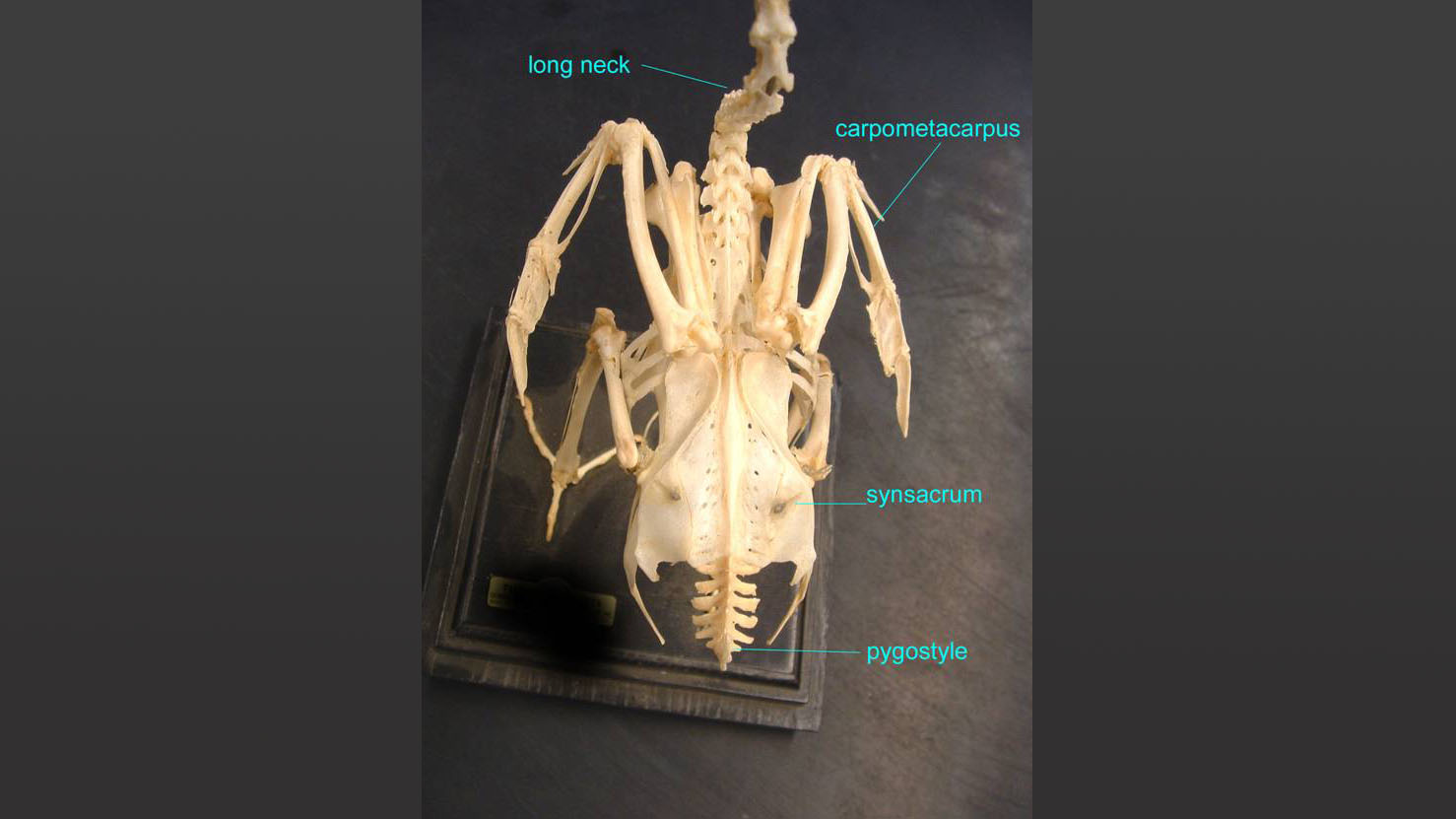Rigging Asylum: Bird Anatomy - Skeletal