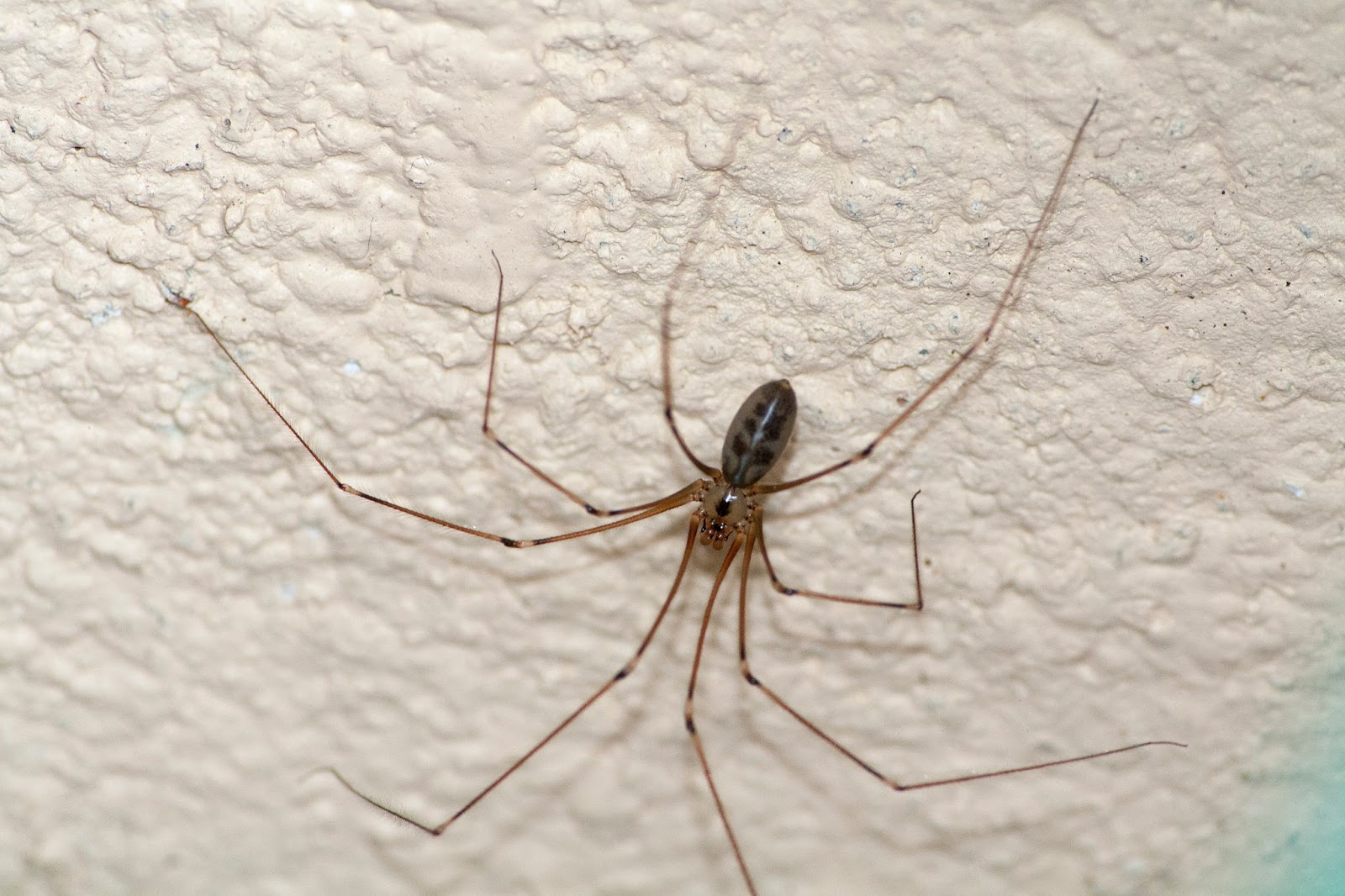 La araña Patona - The Spiders World