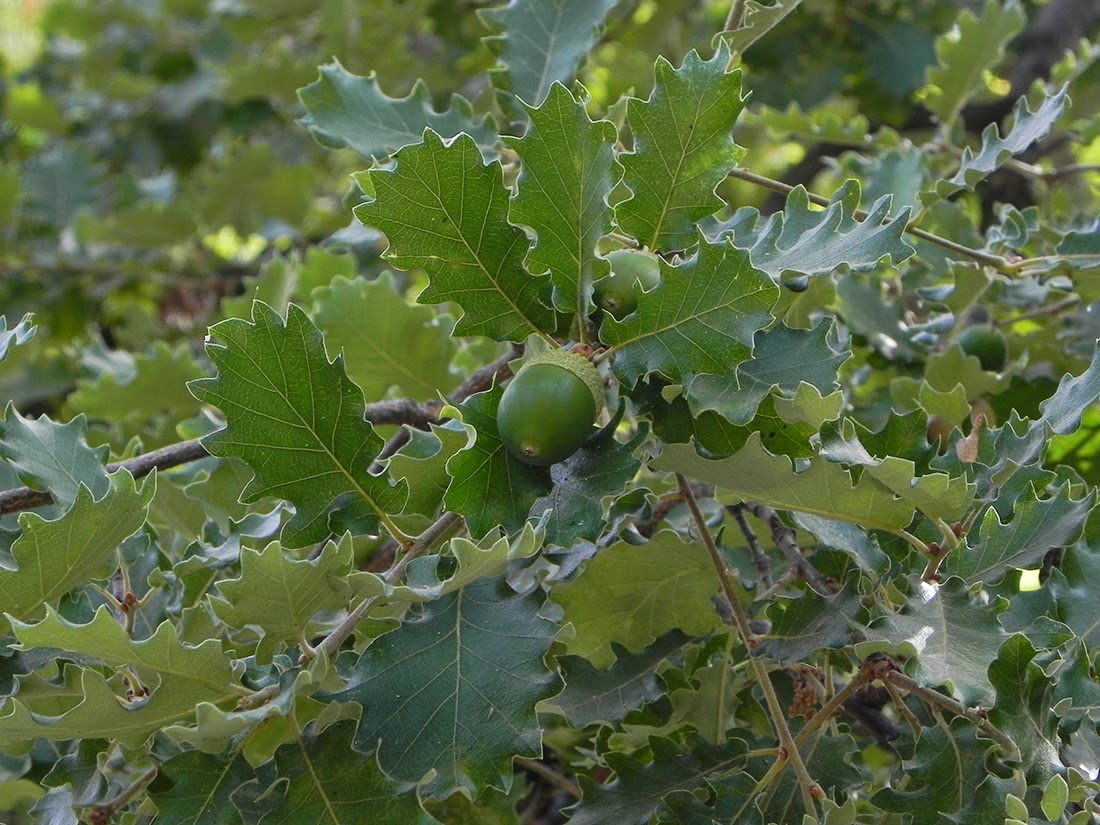 Á R B O L E S (T R E E S) y P A L M E R A S (P A L M S): Quercus ...