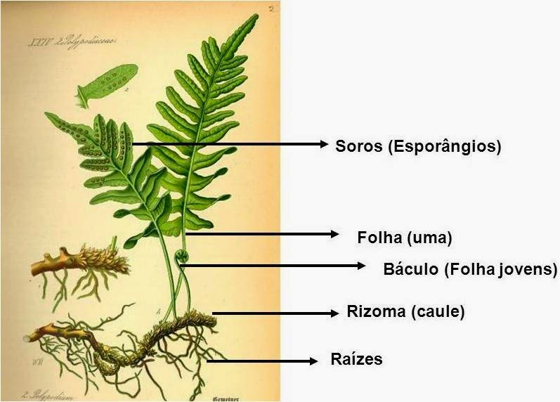 Blog de Biologia: Reino Plantae ou Metaphyta