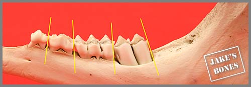 Finding out a young deer's age by its teeth : Jake's Bones