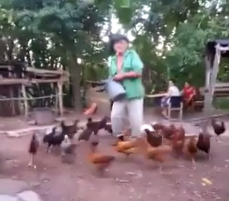 Orakulo ng manok panabong - lasopaez