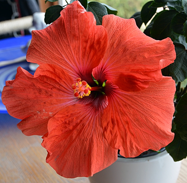 Sognafaret: Hawaii rose