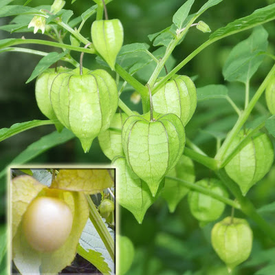 CEPLUKAN (Physalis peruviana) | Eny Prasetyo