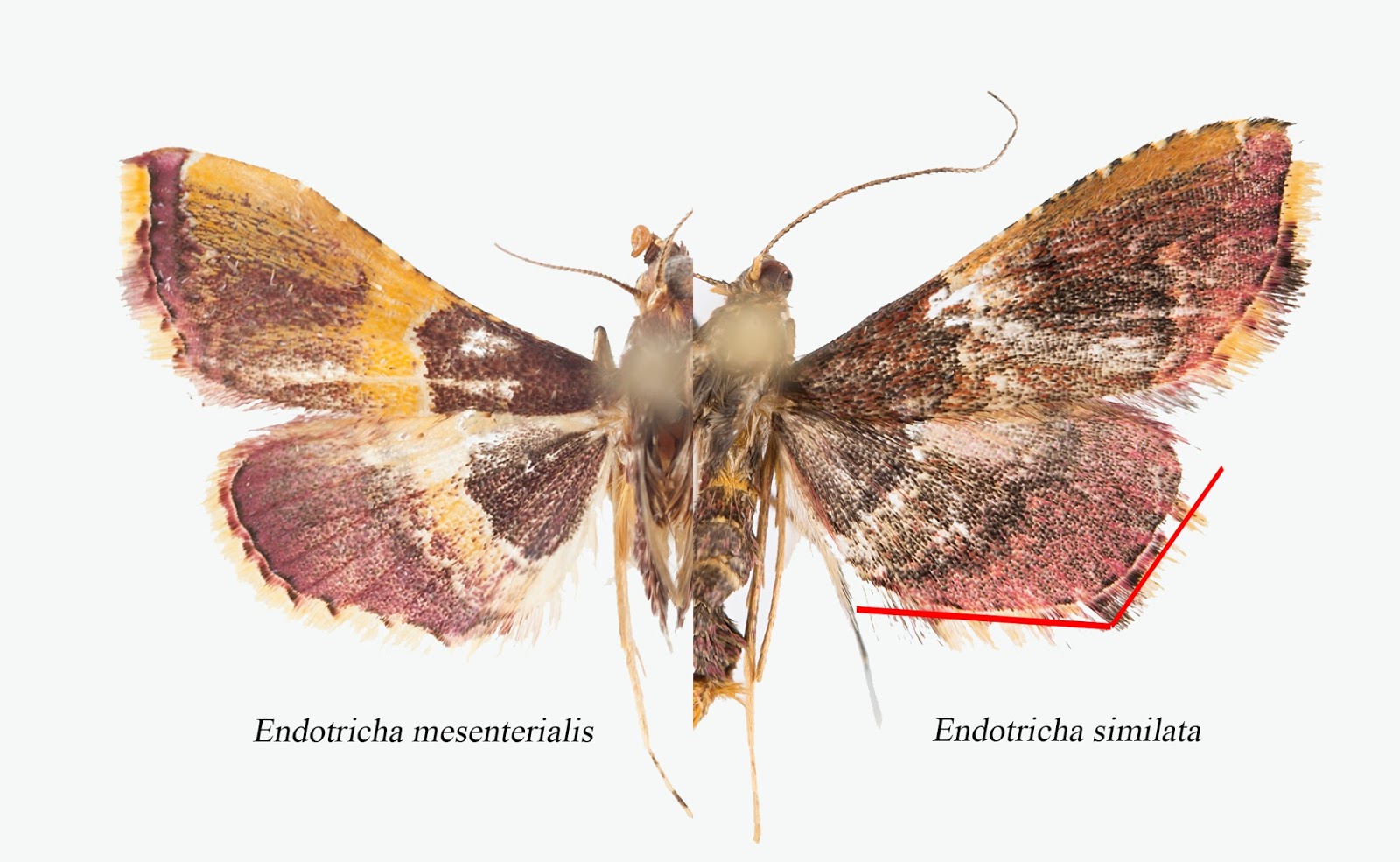 臺灣蛾訊 MOTHS of Taiwan: Endotricha similata (Moore, 1888) 尖突歧角螟