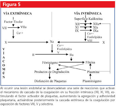 Fisiología de Omar Báez: Cascada de coagulación; vías: Intrínseca ...