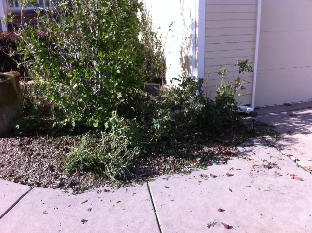 A Kansas Prairie Garden: Setbacks