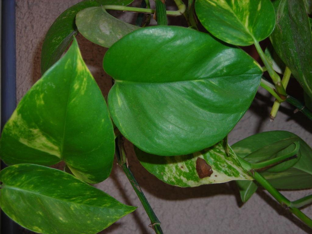 El Hogar, bricolgage y decoración: mayo 2011