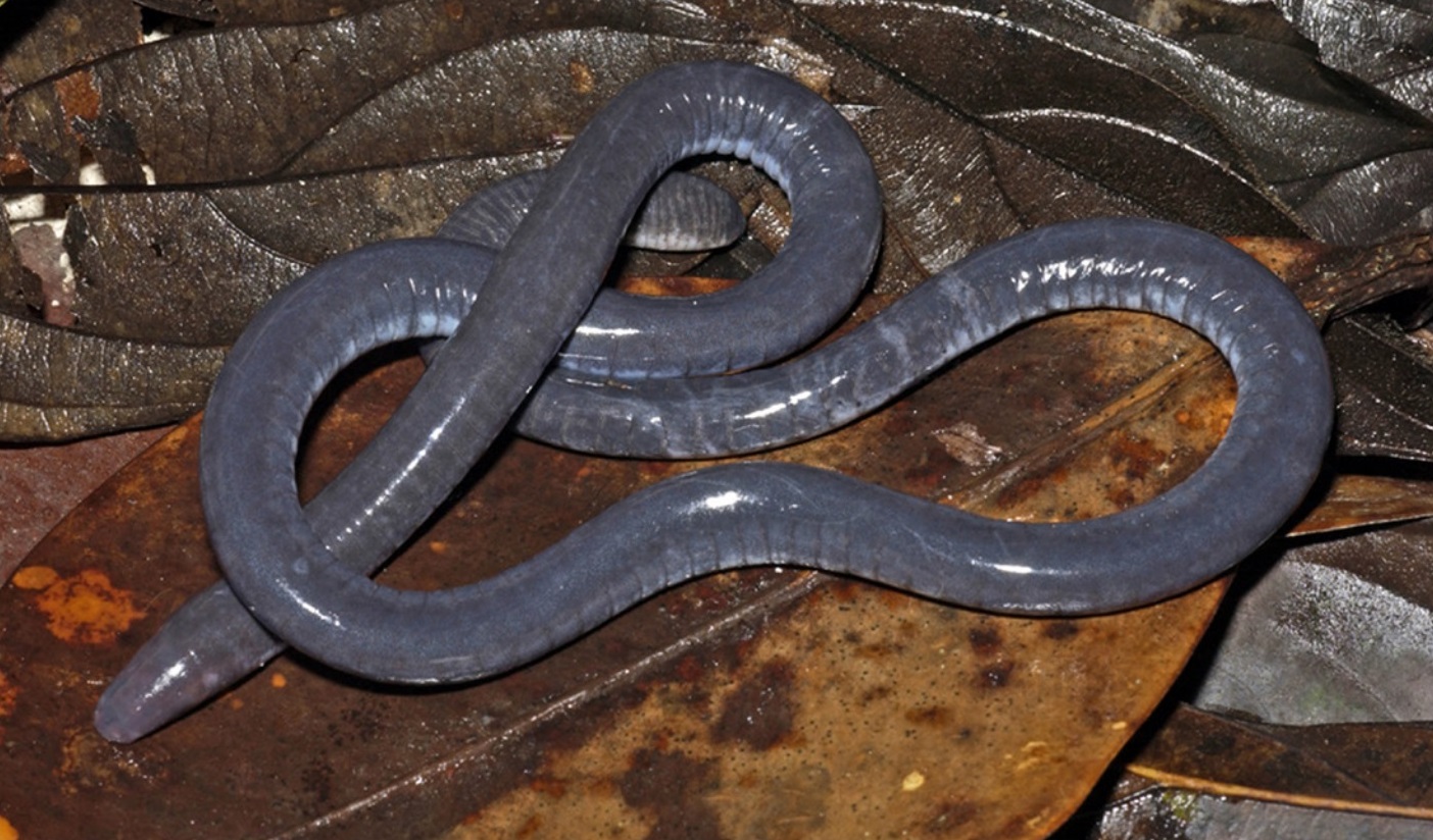 Species New to Science: [Herpetology • 2018] Caecilia museugoeldi • A ...
