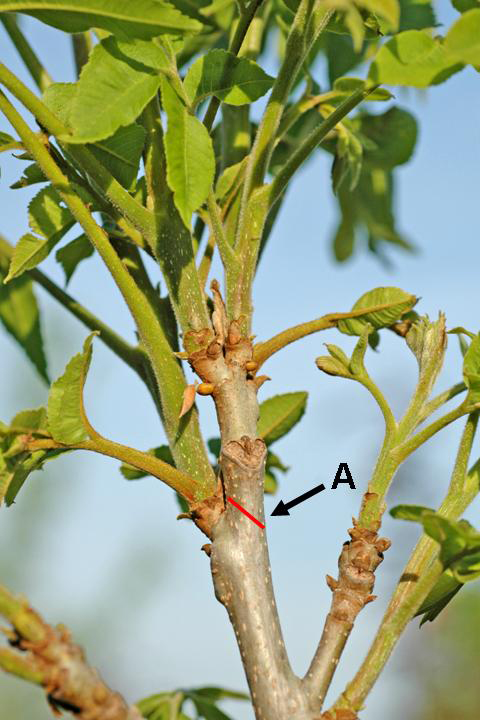 Northern Pecans: Spring pruning defines central leader