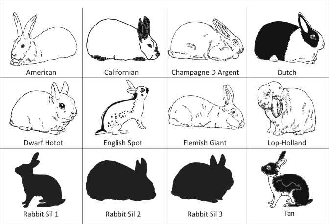 Rabbit Guide is everything about rabbit for everybody love rabbit.