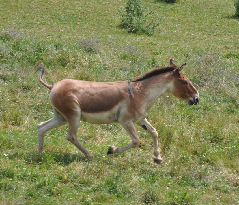 ZOOTOGRAFIANDO (6.100 ANIMALS): KIANG / KIANG (Equus kiang)
