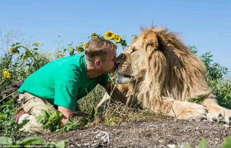 Check out The World Friendliest Lion, Who Loves To Kiss And Cuddle Humans