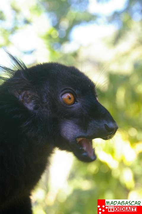 Madagascar Today: Hello Madagascar