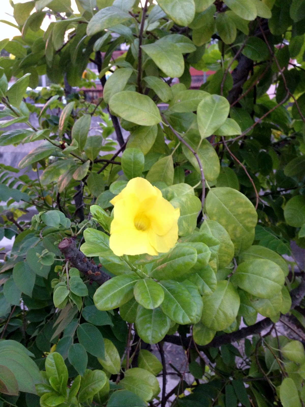 A Student Gardener: MEXICO VACATION FLOWERS
