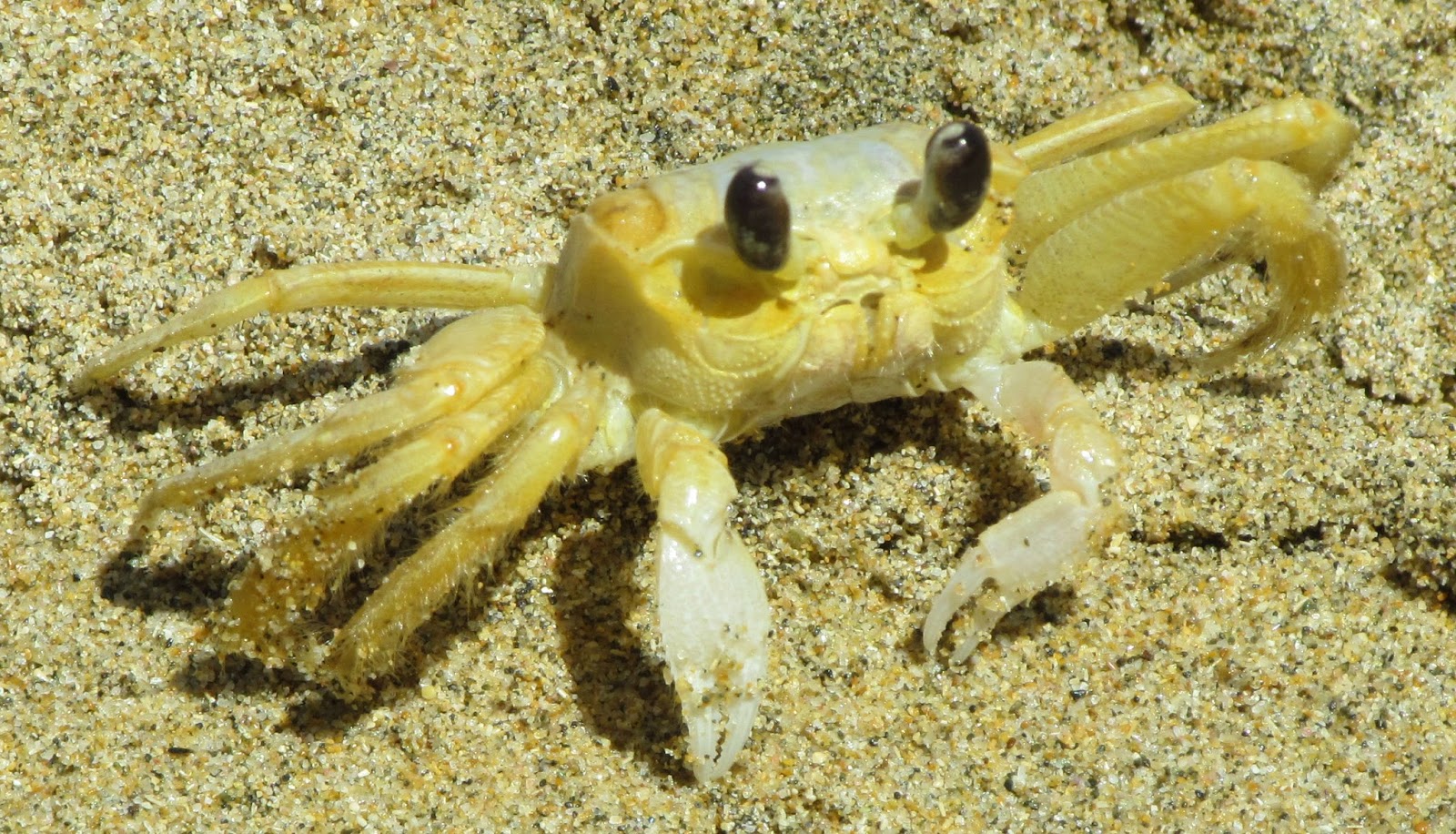 Foto Blog Puerto Rico: Cangrejo Amarillo