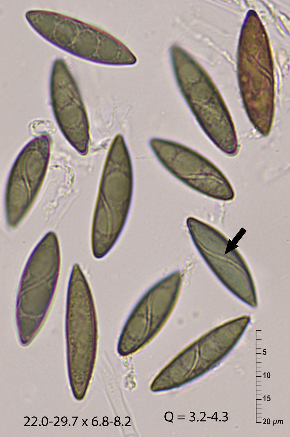 Rosellinia franciscae L. E. Petrini • CEMAS Orden Xylariales, hendidura ...
