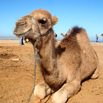 Camellos: camellos