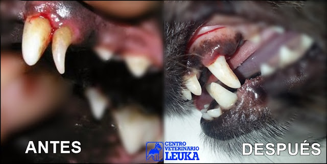 Centro Veterinario Leuka: La Doble Dentición en Perros – Colmillo Doble