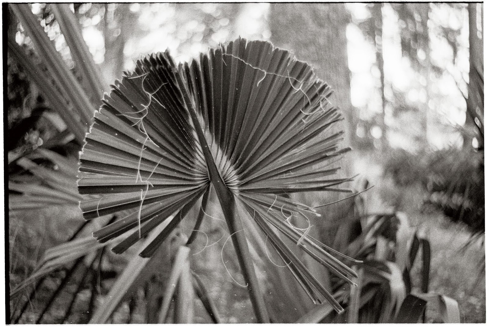 Valdosta in Film: Kentmere 400 in Rodinal, 1:50, plus some new lenses ...