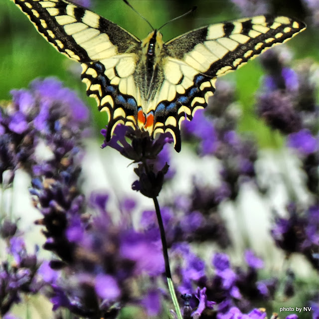 Leptiri - InfoNet Magazin