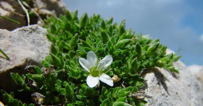 Variety of Life: Arenaria