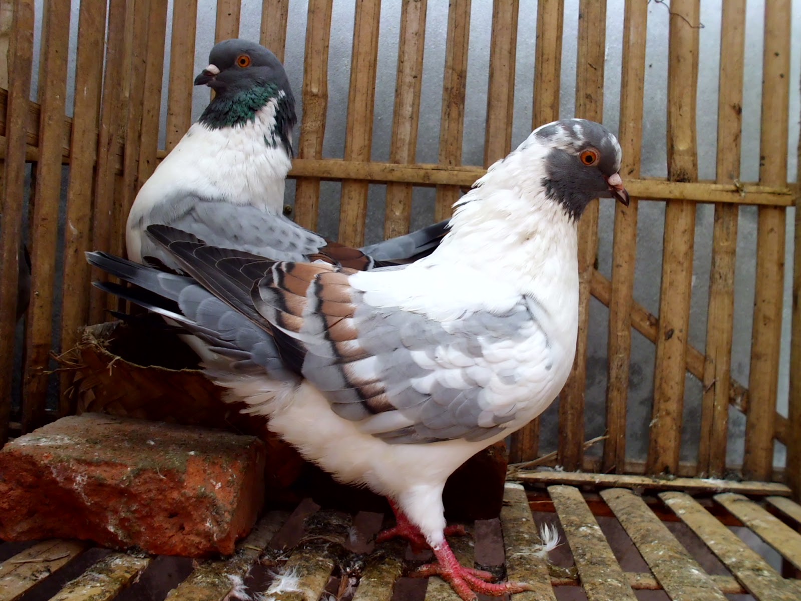 JUAL PRODUK KESEHATAN DAN KECANTIKAN DARI NASA: MERPATI HIAS