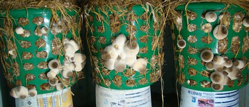 Agroformation: Cultivation technology of Paddy straw mushroom