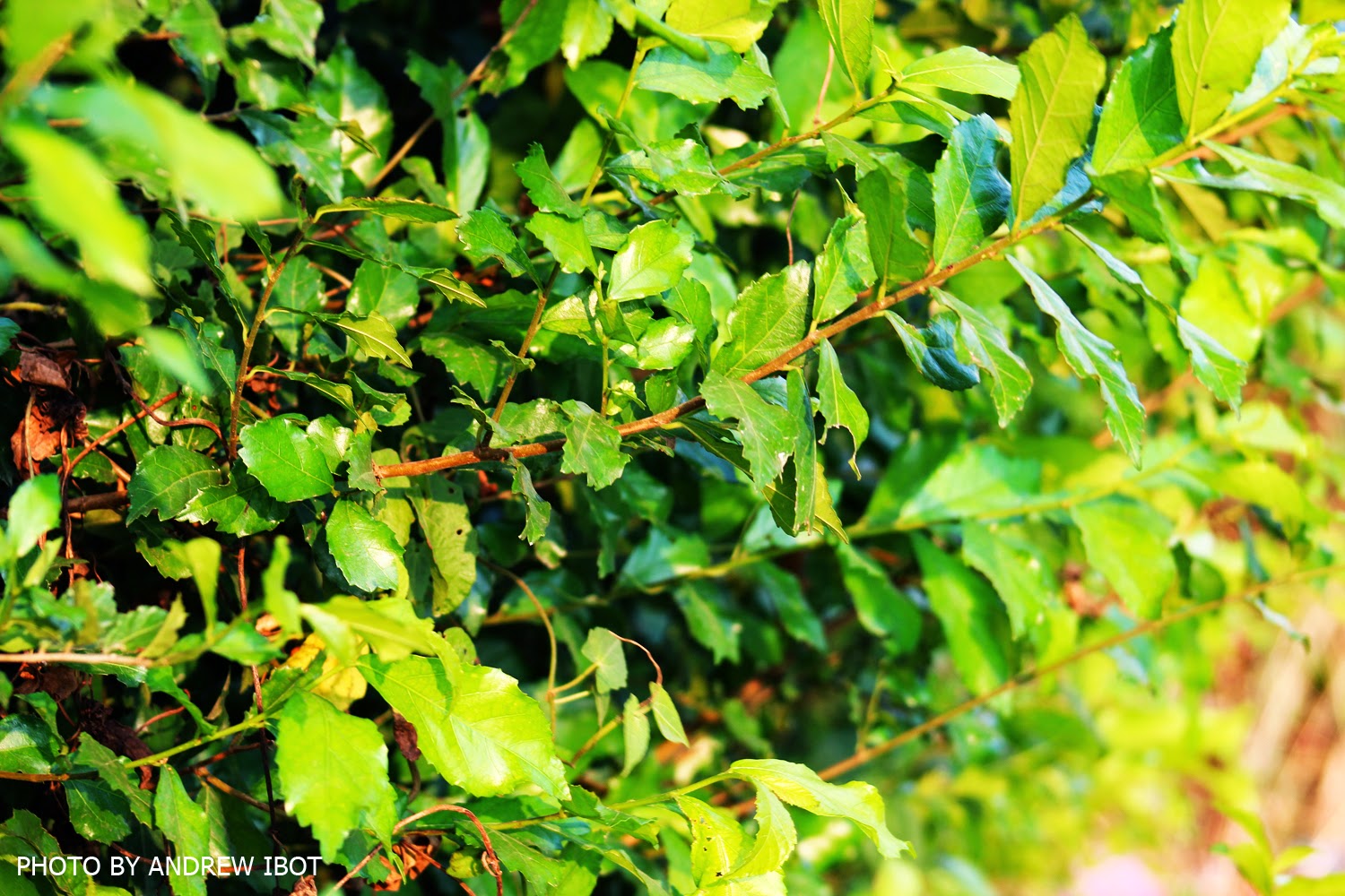 Ako si ANDREW IBOT!: Tsaang Gubat