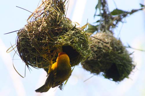 Blog de Arinda: LAS AVES, TIPOS DE NIDOS E INCUBACIÓN