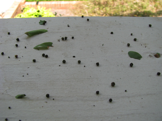 In the Garden: Fern poop?