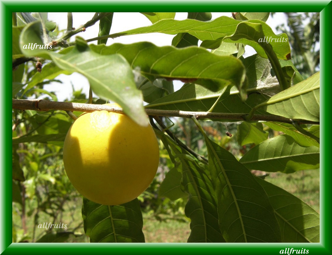 All Fruits in the World: Abiu Fruit [ emperor's golden fruit ]