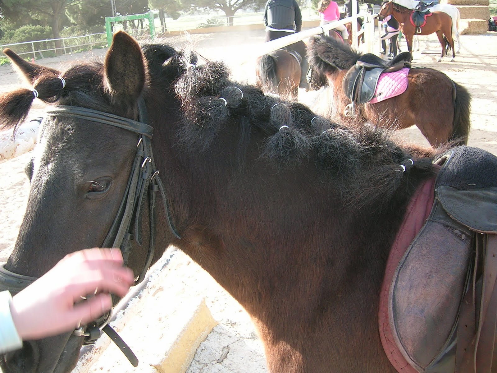 Los caballos: Peinados para nuestros caballos