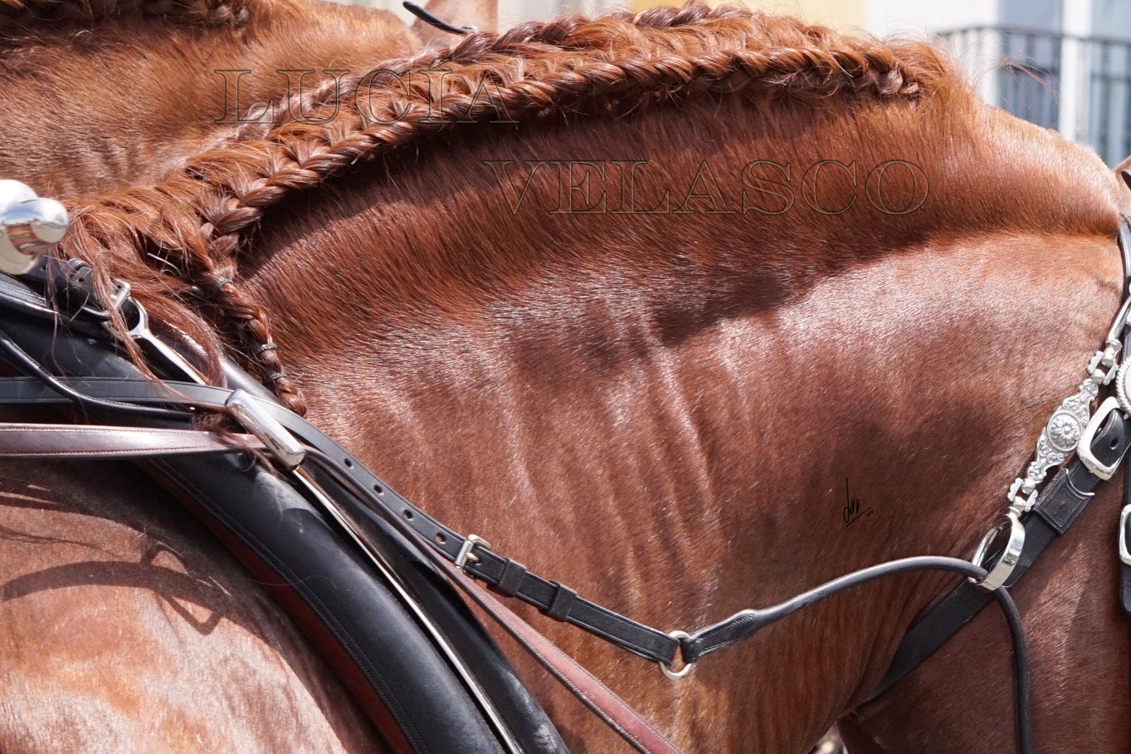 Lucia Velasco fotografia equina: Peinados de crines