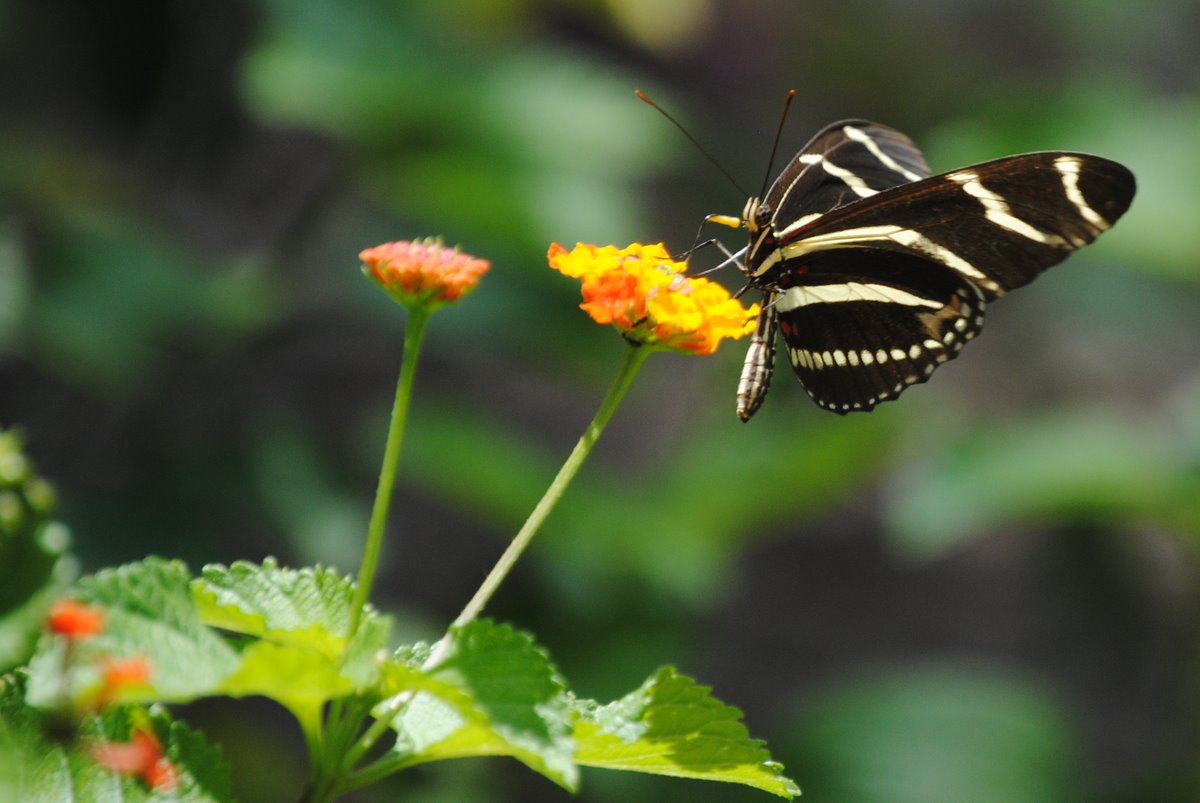 Field Notes and Photos: Zebra Longwing: Florida's State Butterfly
