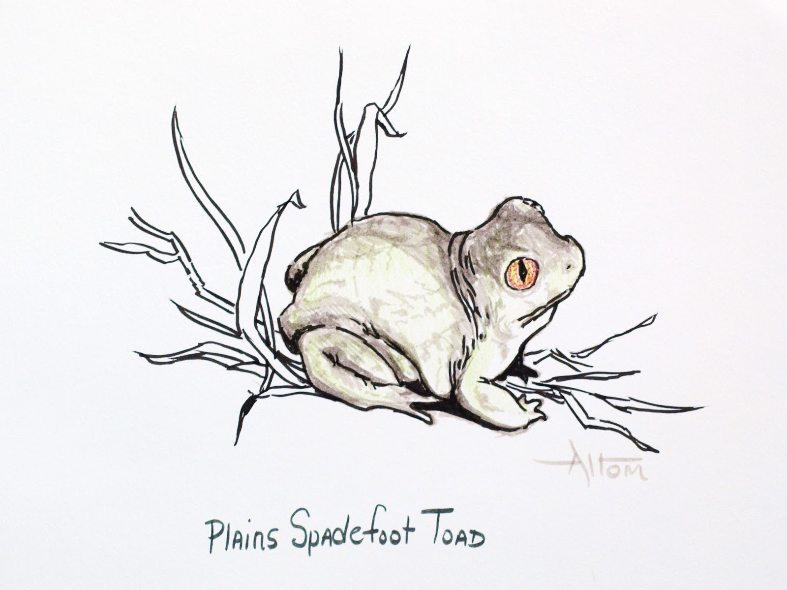 ARTIQUERYROSE: PLAINS SPADEFOOT TOAD: BRUSH PEN AND COLORED PENCIL SKETCH
