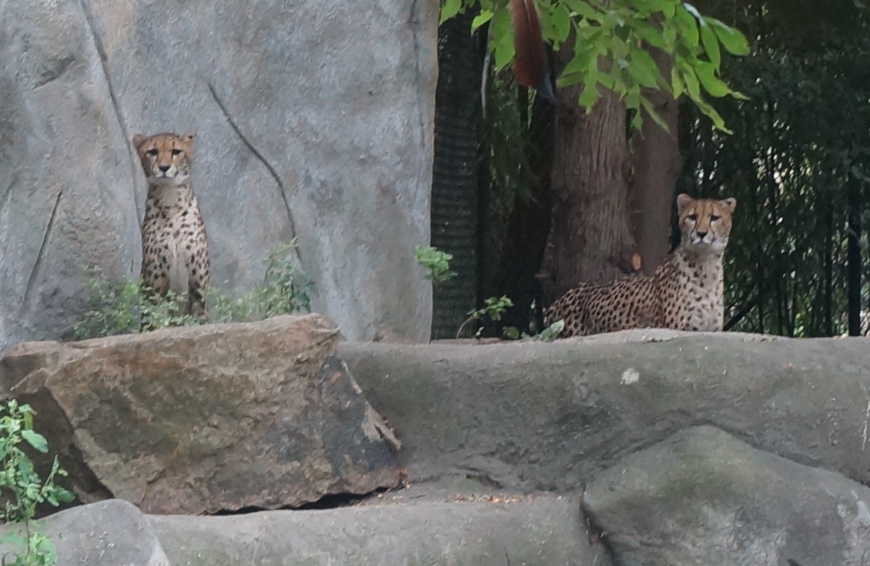 Evan and Lauren's Cool Blog: 8/11/15: Roger Williams Zoo New Cheetah ...