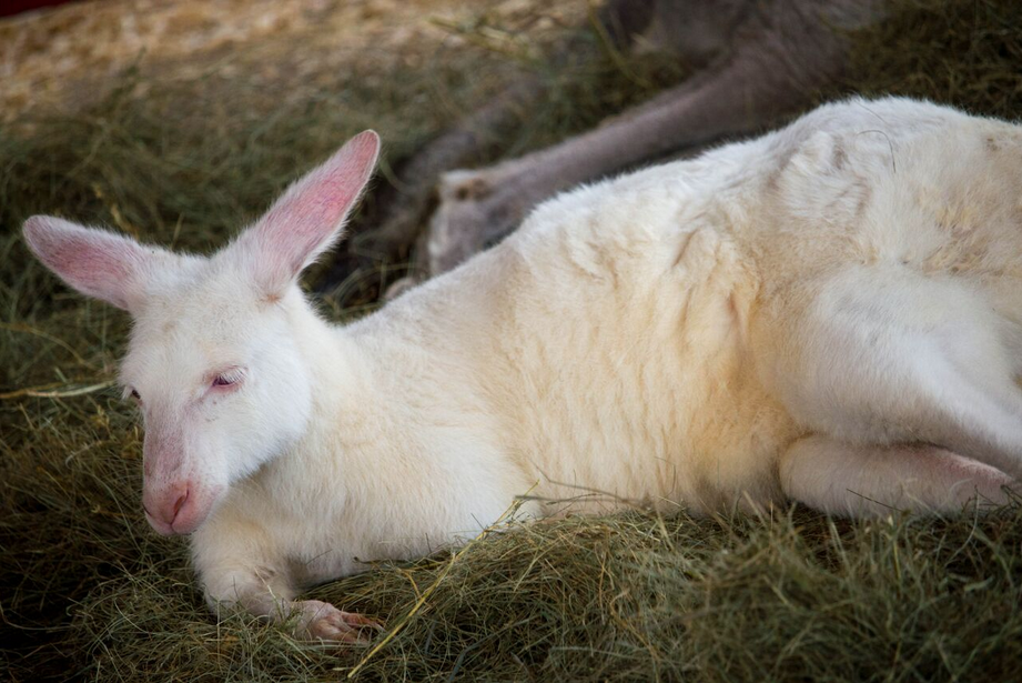 Friends of Timbavati Wildlife Park: Albino Kangaroo