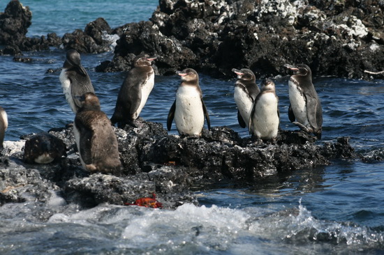 THE WORLD GEOGRAPHY: 12 Countries Where Penguins Are Native