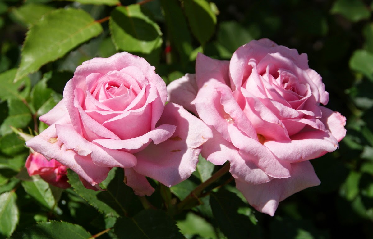 Organic Garden Dreams: June Roses