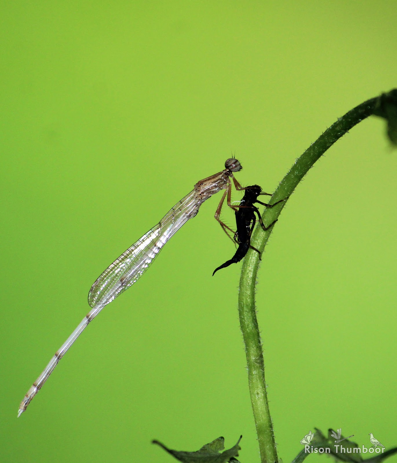 Dragonflies and Damselflies Of Kerala: Newly Emerged & Tenerals of ...