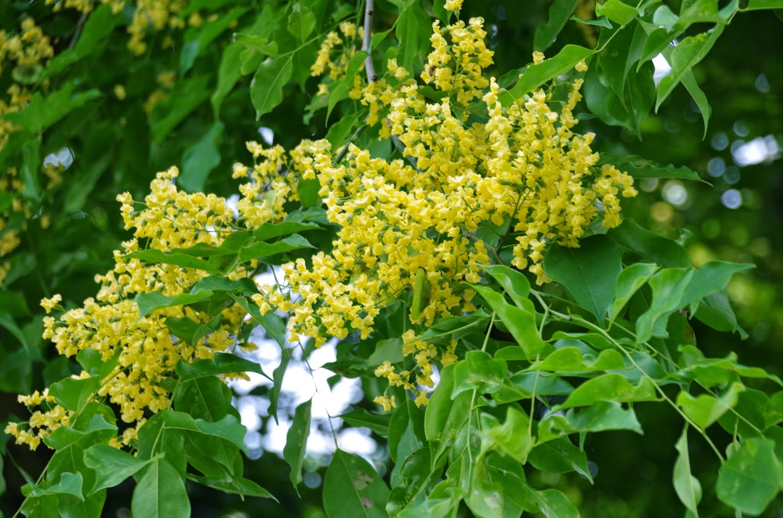 Trees and Plants: Angsana