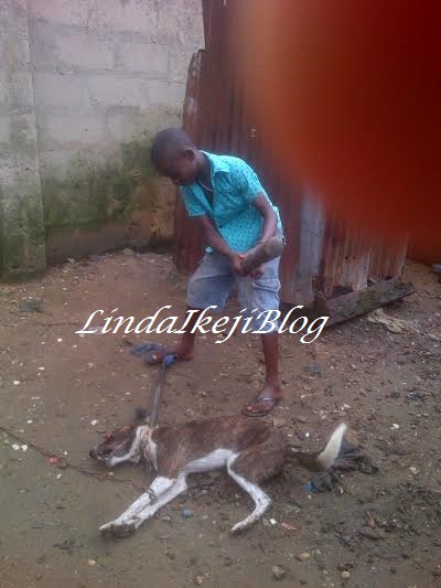 9yr old boy pictured killing a dog in Calabar...for dog meat (photos)